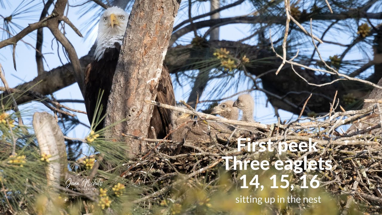 Bald eagle with three nestlings eaglets - YouTube