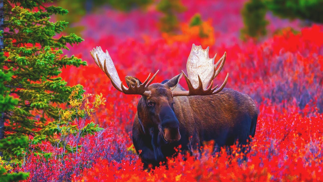 ¿Cuanto puede llegar a medir un alce? - YouTube