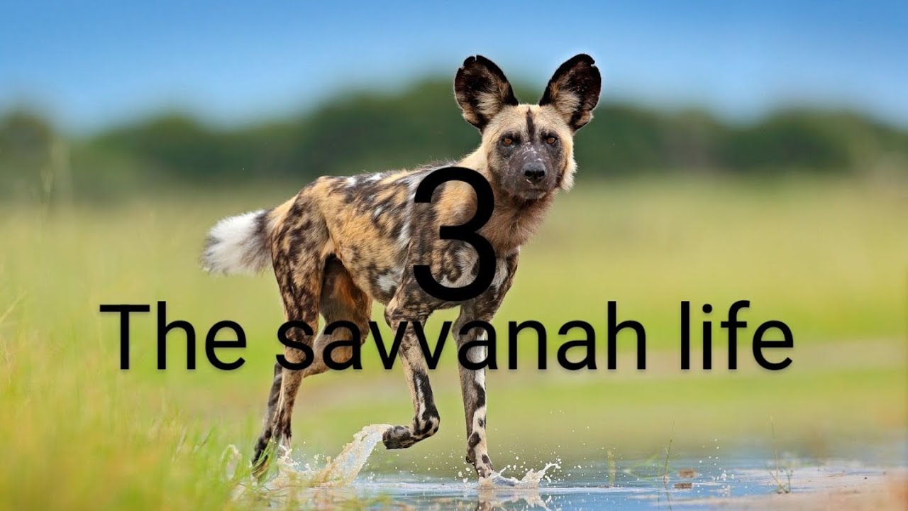 the savannah life 3 - YouTube