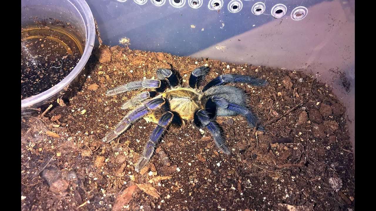 Cyriopagopus lividus "Cobalt Blue" Husbandry - YouTube