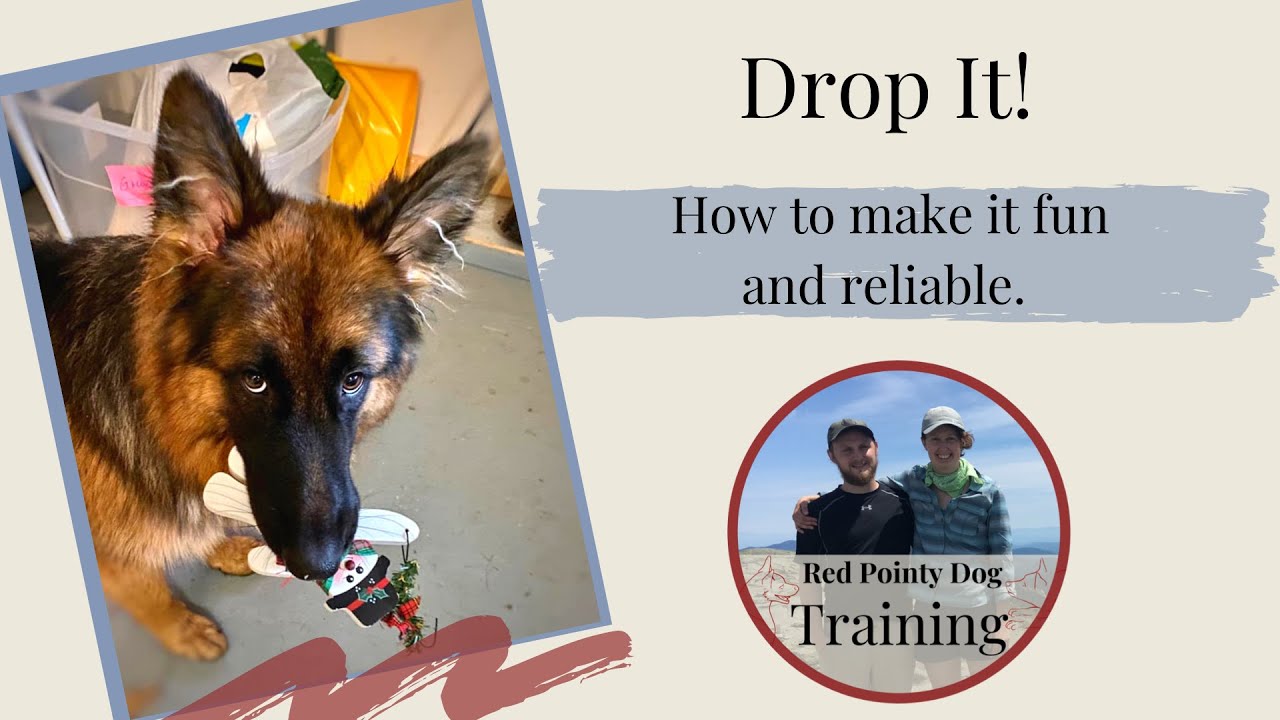 Teaching Your Dog To Drop It. A Fun And Easy Method. - YouTube