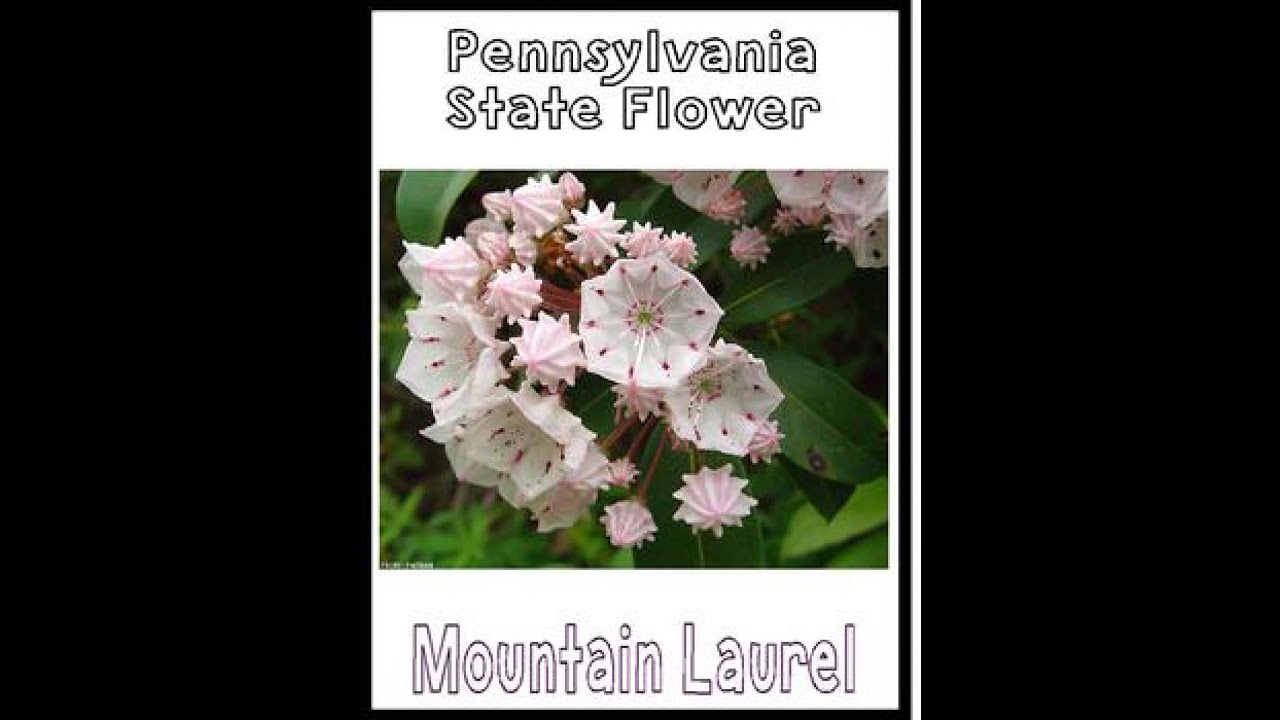 List of Pennsylvania state symbols - YouTube