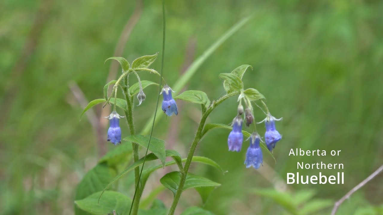 Bluebell - Alberta or Northern Bluebell - YouTube