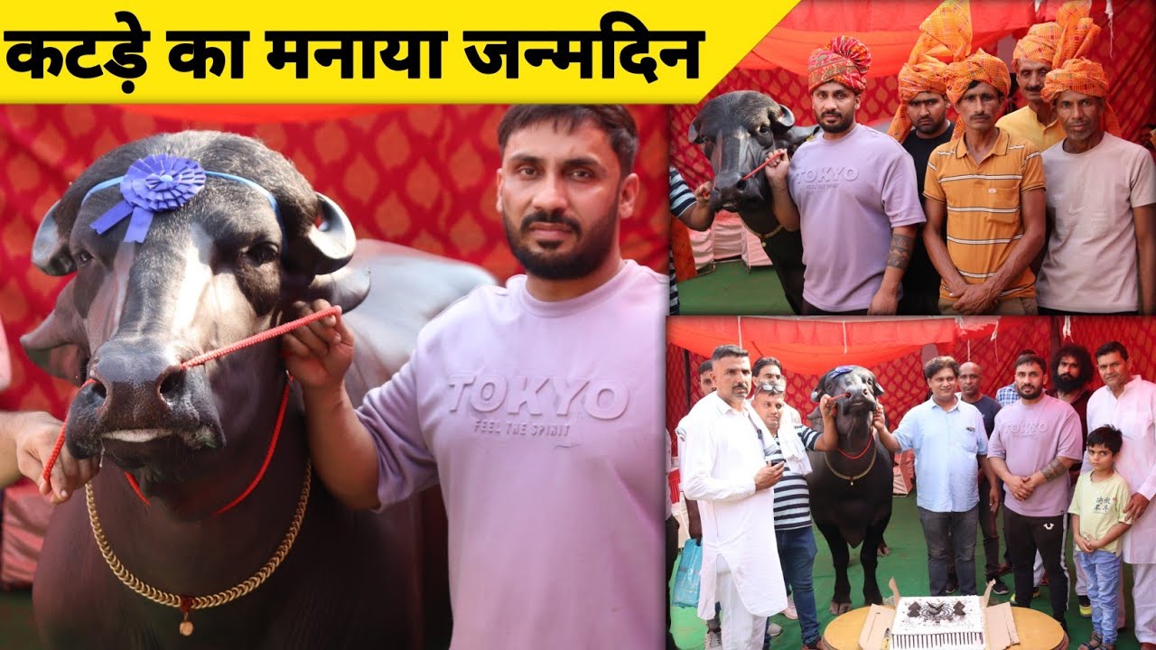 भारी भीड़ में कटड़े का मनाया जन्मदिन, Viraj BirthDay Celebration ...