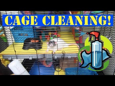 Rat Cage Cleaning Timelapse - YouTube