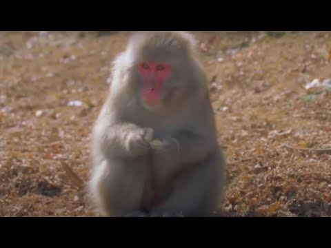 Animals Like Us - Animal Culture - DocumentaryTube