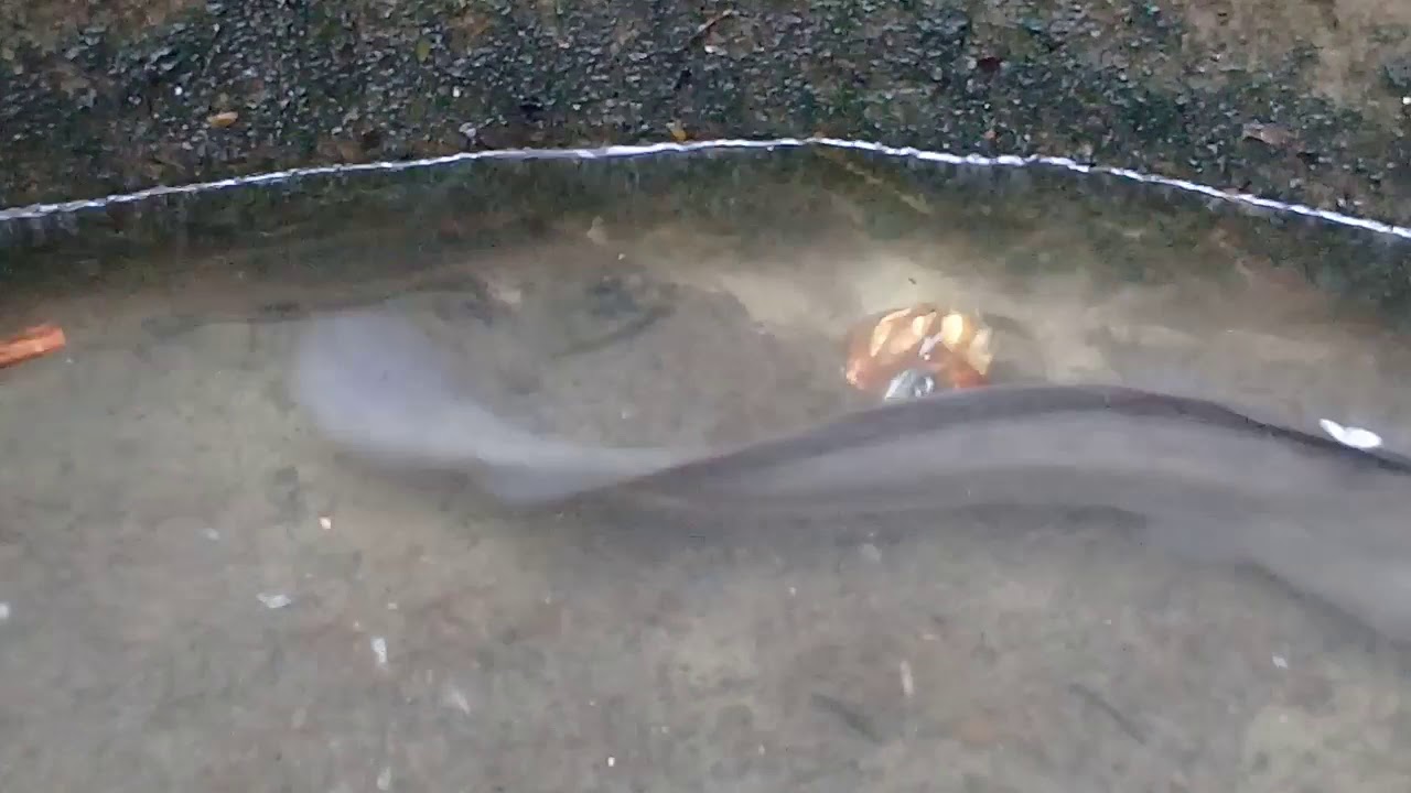 African mushi - YouTube