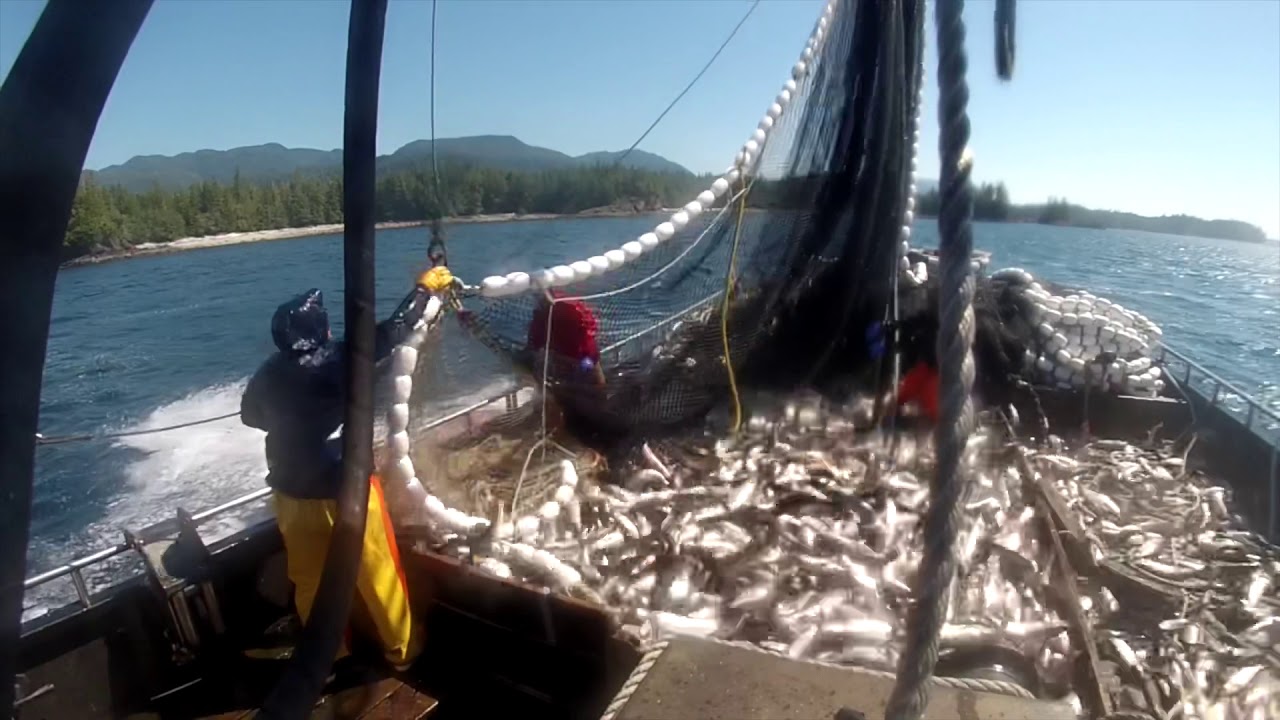 Salmon Seining in Alaska - YouTube
