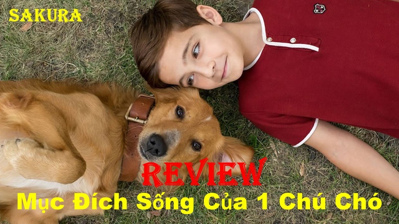 REVIEW PHIM MỤC ĐÍCH SỐNG CỦA MỘT CHÚ CHÓ || A DOGS PURPOSE 2017 ...