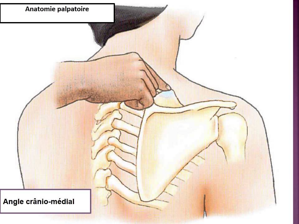ANATOMIE MS Ostéologie Membre thoracique - YouTube