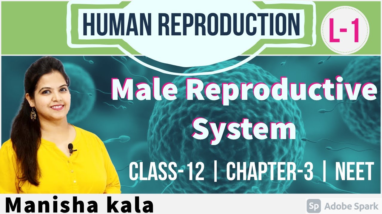 Male Reproductive System || L-1 || Human Reproduction|| Class 12 ...