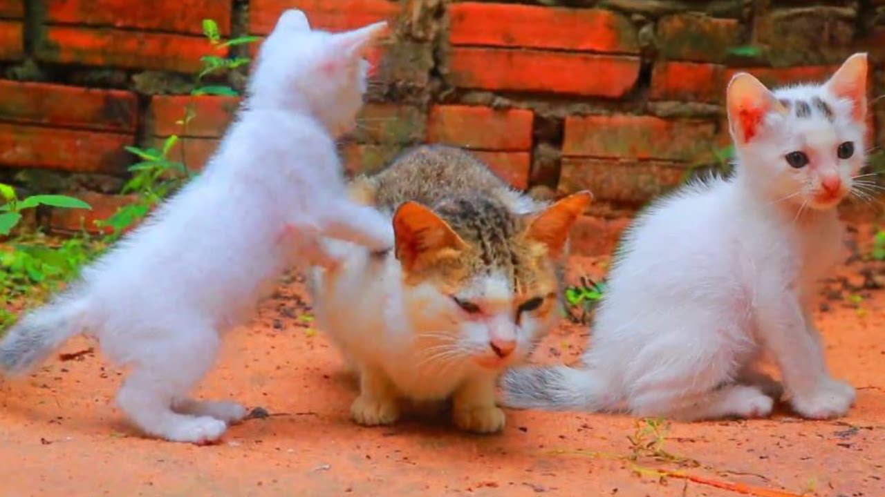 Funny Cute KITTENS Play |Cute Kitty - YouTube
