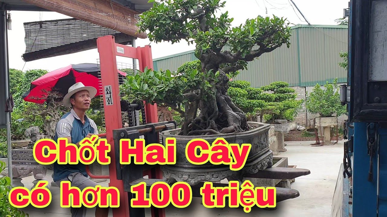 Chốt nhanh Như Chớp Cây si cổ và cây sanh Nam Điền hơn trăm triệu.Nên ...