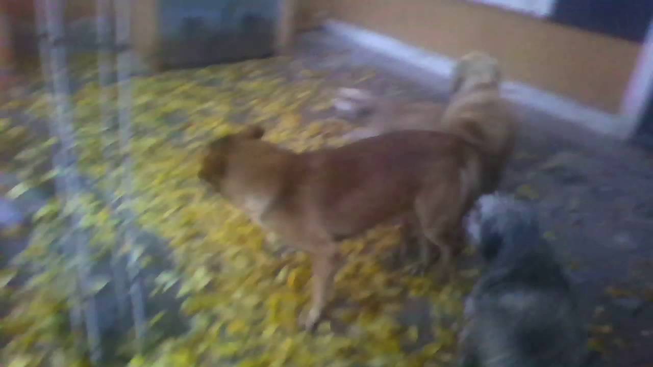 perros pegados - YouTube