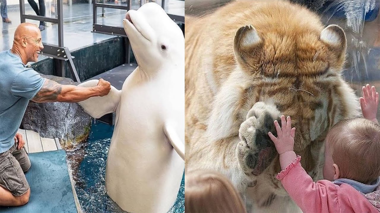 Cute Baby Animals Videos Compilation Cute Moments Of Animals #27 - YouTube