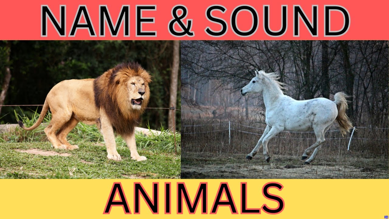 Animal sounds | Animal sounds for children | Animals name and sound ...