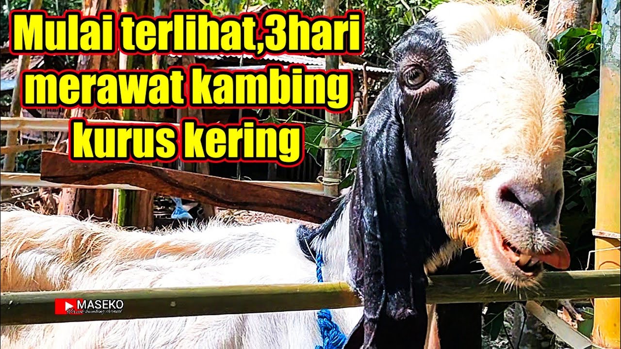 Mumetnya perawatan kambing kurus kering tapi bunting - YouTube