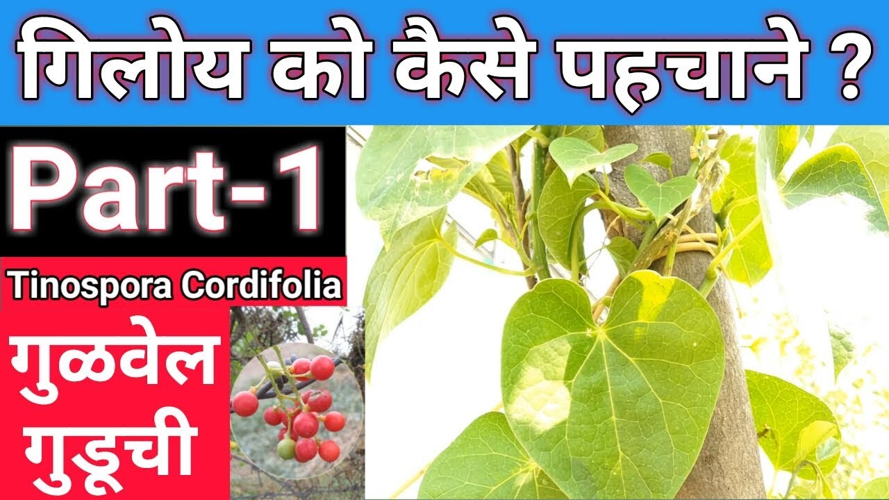 Giloy ko kaise pehachane | Tinospora cordifolia Identification | गुडूची ...