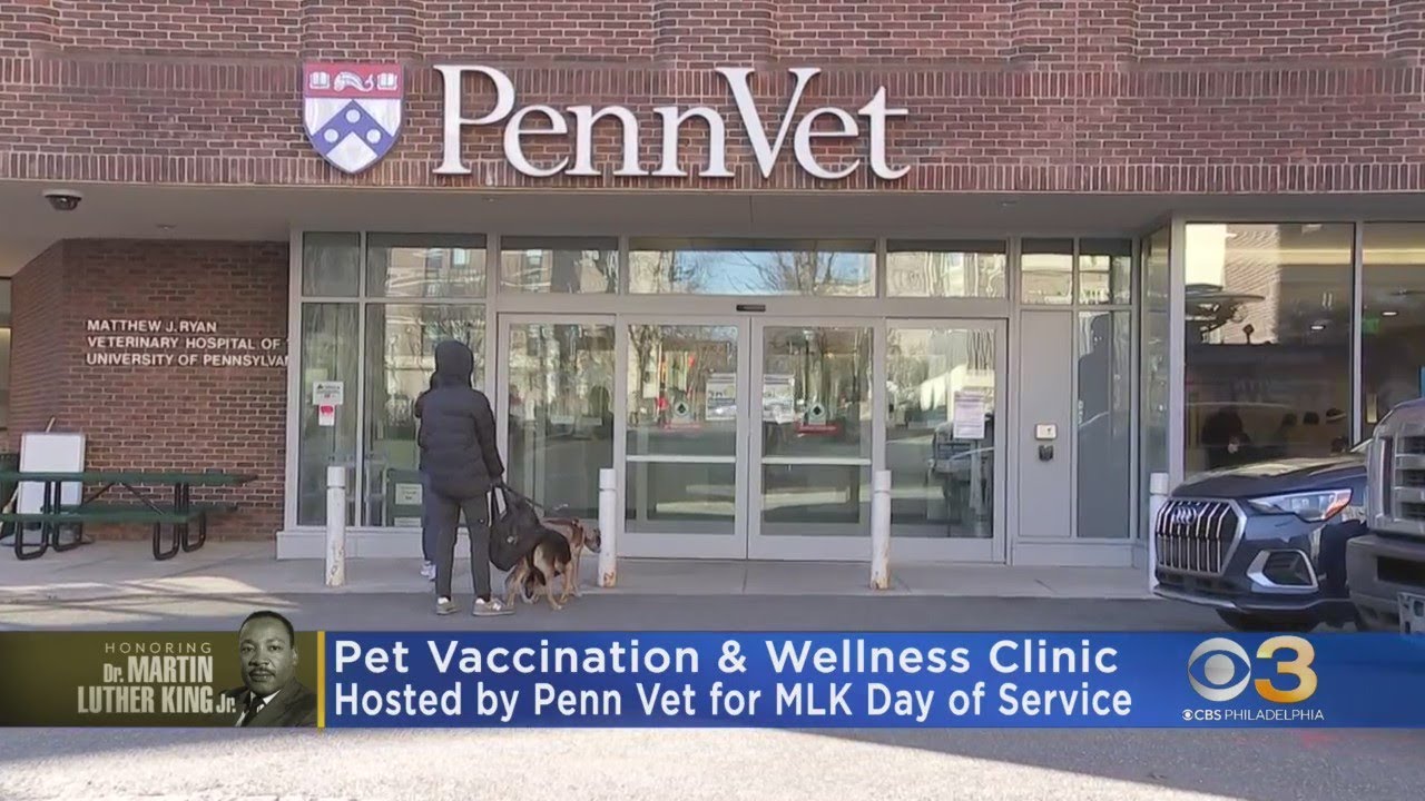 Pet vaccination and wellness clinic at Penn Vet - YouTube