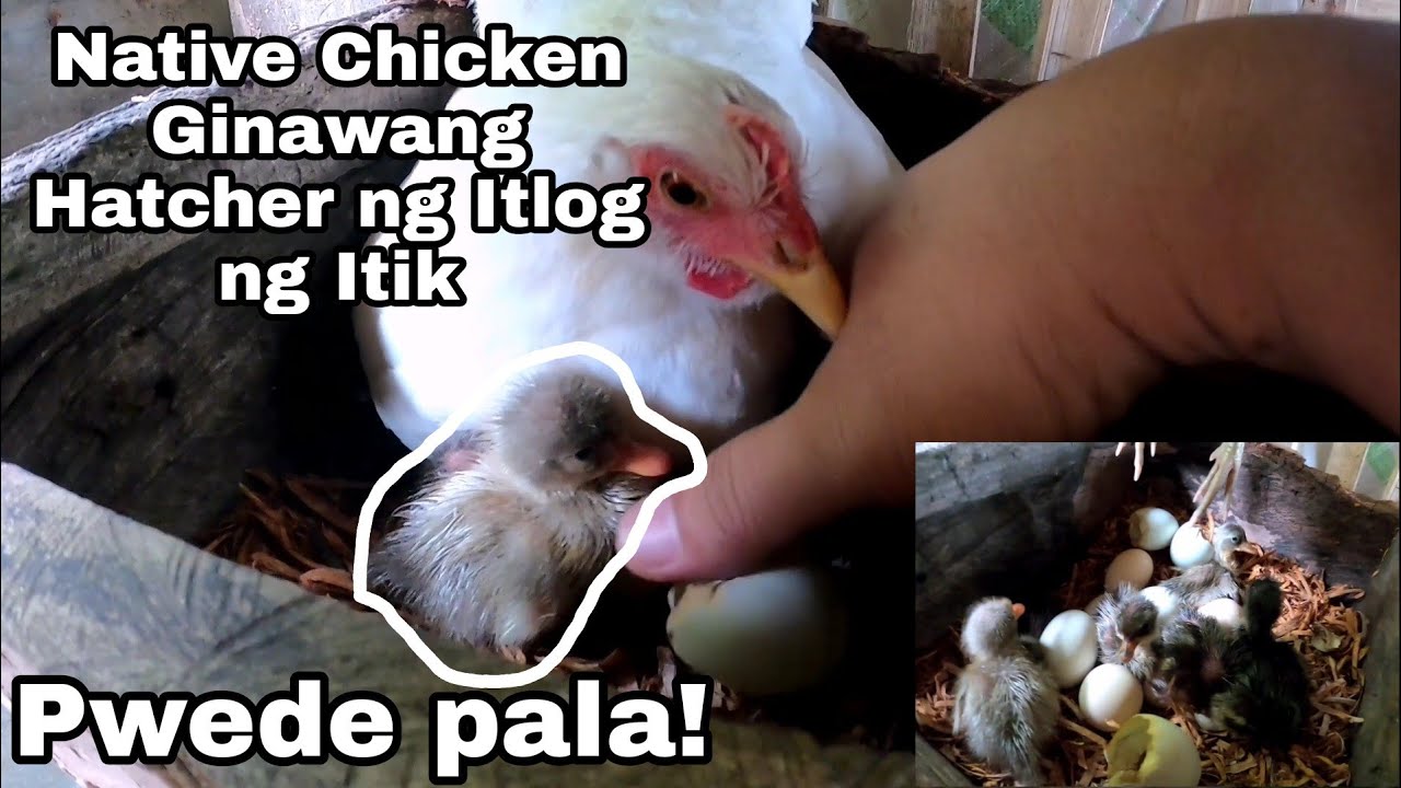 Paano magpapisa ng Itlog ng Itik Gamit ang Native Chicken/update sa ...