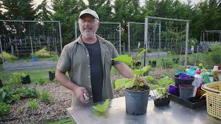 How To Graft Eggplants Onto The Devil Plant