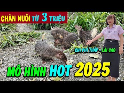 0964123482: Nuôi Don Thả Vườn Từ 3 Triệu: Ăn Rau Củ, Lớn Nhanh, Lãi Khủng, Bao Tiêu Đầu Ra