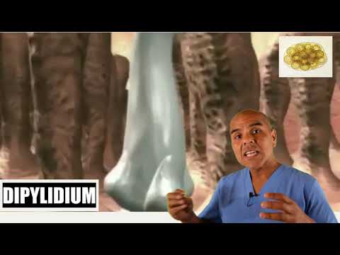 Dipylidium CANINUM | ciclo biologico