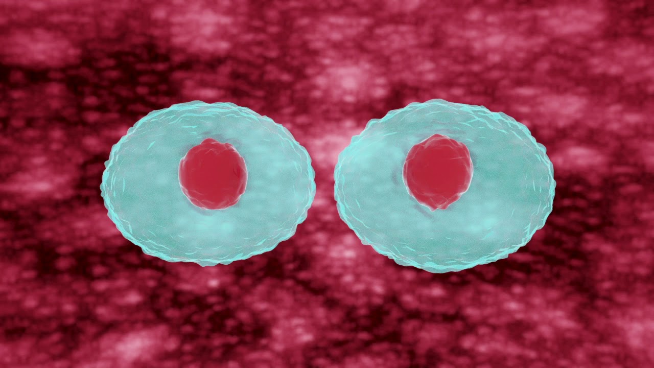 Cell Division Animation - YouTube