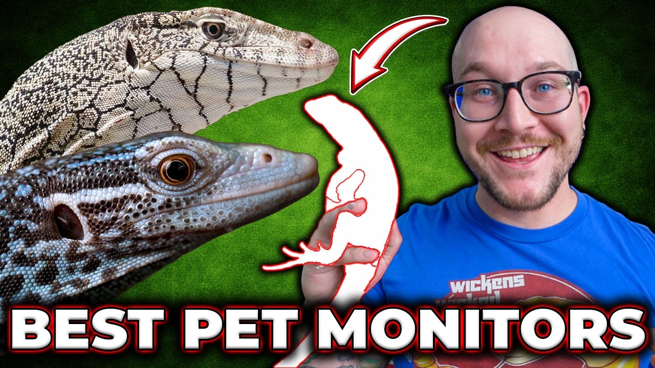 TOP 10 BEST PET MONITOR LIZARDS - YouTube