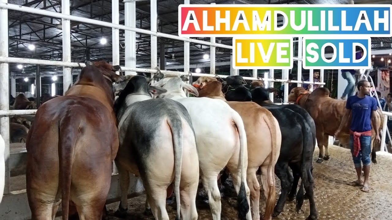 |MediumRange ArDeshalCollection OfAl Madina Cattle Farm ...
