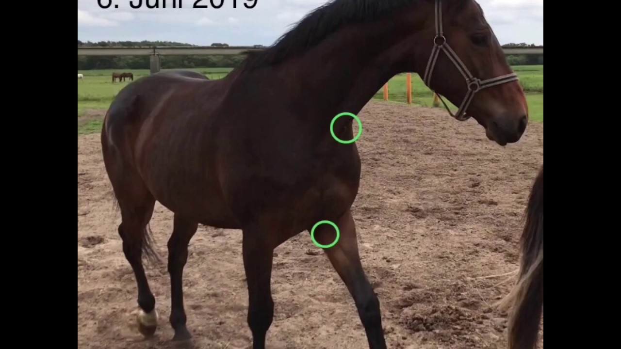Equines Sarkoid Behandlungsverlauf mit Dermequin (alias XXTerra) - YouTube