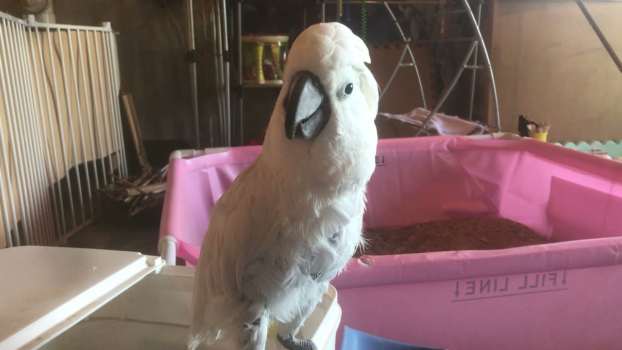 Cockatoo laughs at mess he's made - YouTube
