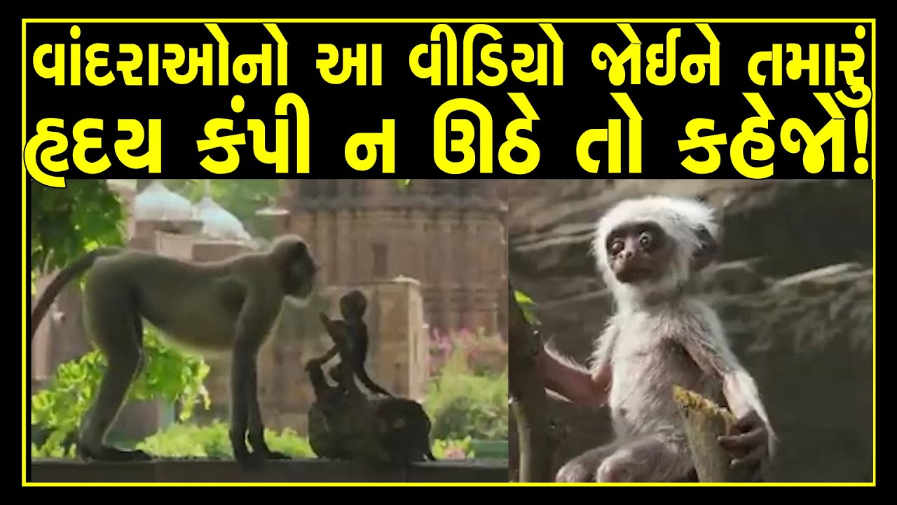 This video of monkeys mourning their adopted robot baby will hit you ...