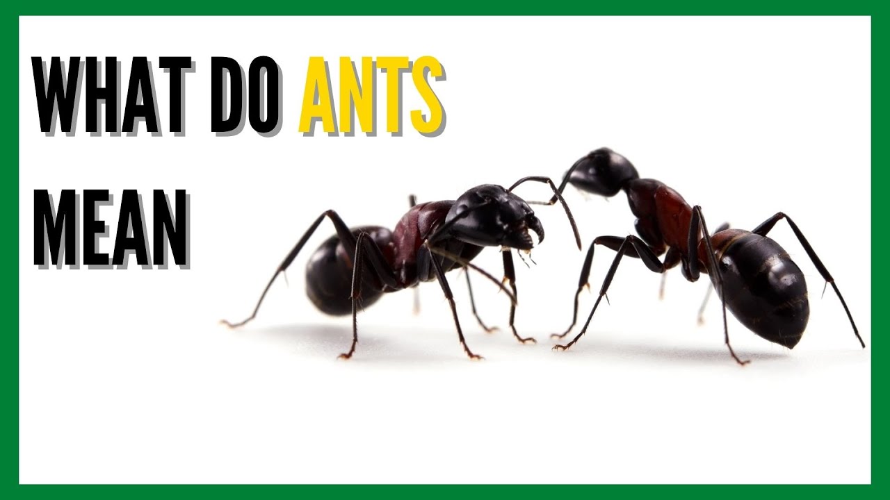 [DREAMING ABOUT ANTS] GYPSY DREAM INTERPRETATION What is your dream ...