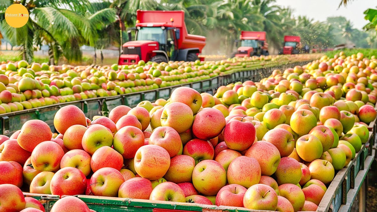 Why Are Japanese Apples the Most Expensive in the World? | How Apples ...