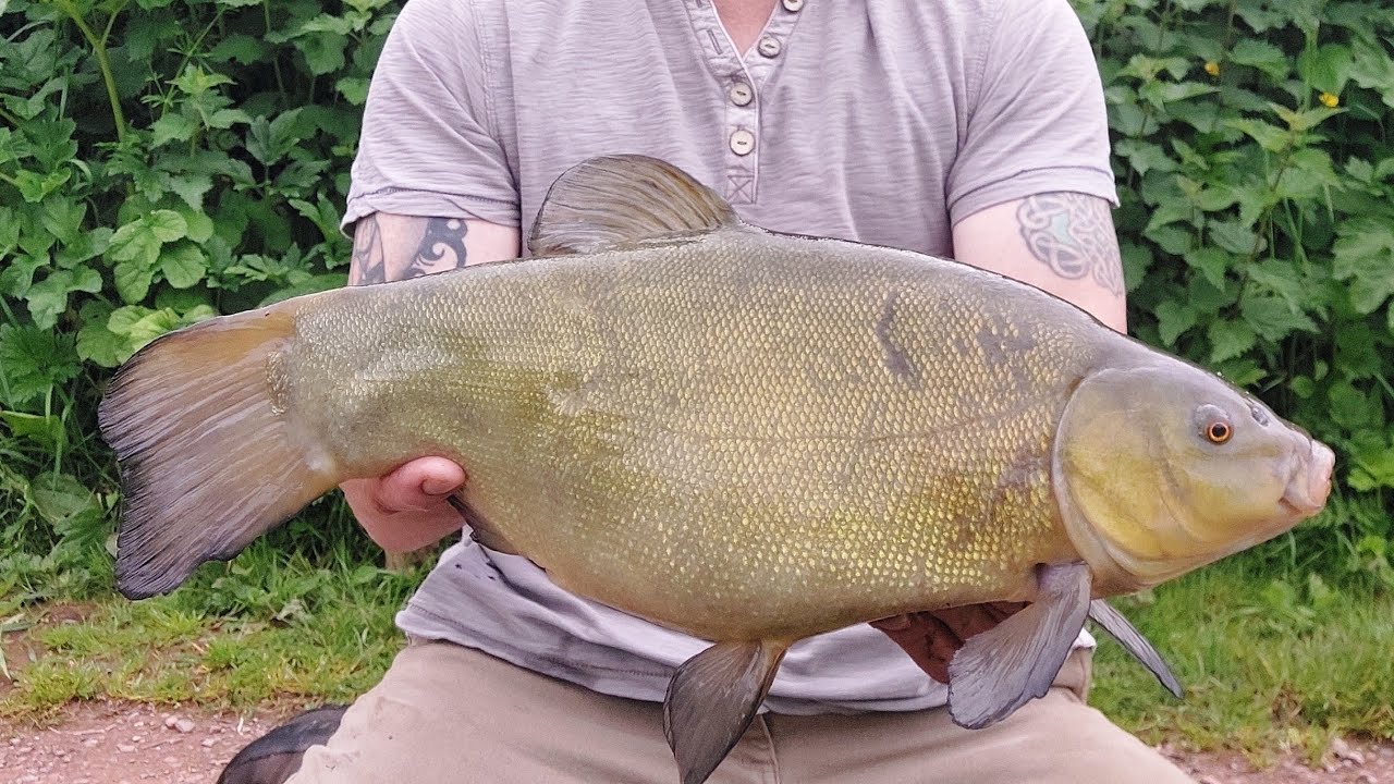 how to target tench on the float at first light.... - YouTube
