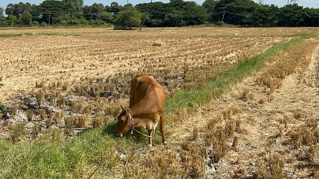 Eternal Connection: The Profound Bond Between a Cow and the Green Earth ...