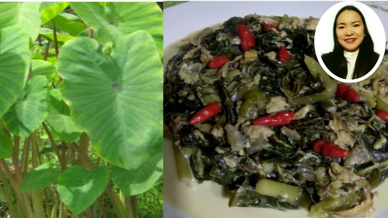 LAING RECIPE(GABI LEAVES) special recipe in Bicol@aileenaycocho - YouTube