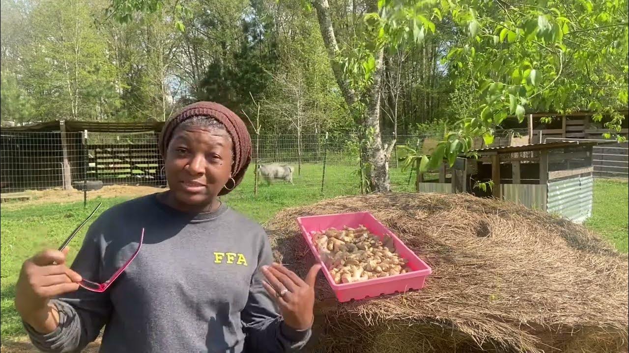Preparing My Ginger Root For Planting - YouTube