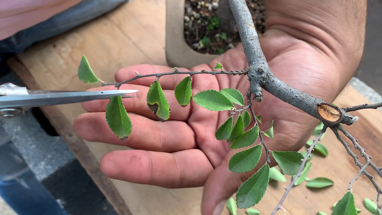 defoliación total | porque hacerlo 😳 - YouTube