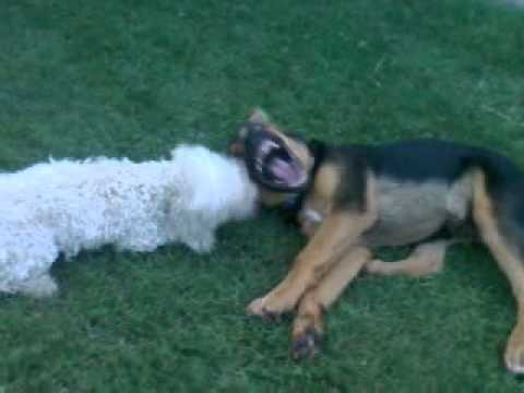 Mis Perros Peliando ! - YouTube