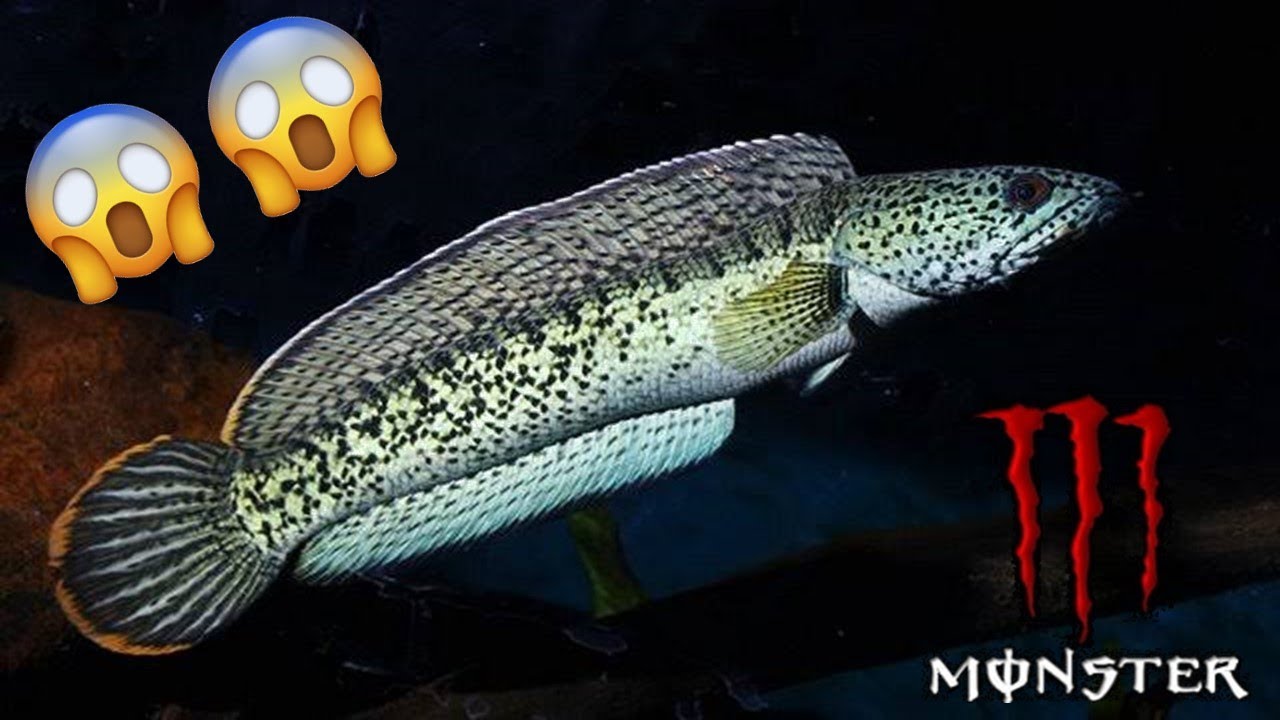 Top 10 Predator Aquarium Fish - YouTube