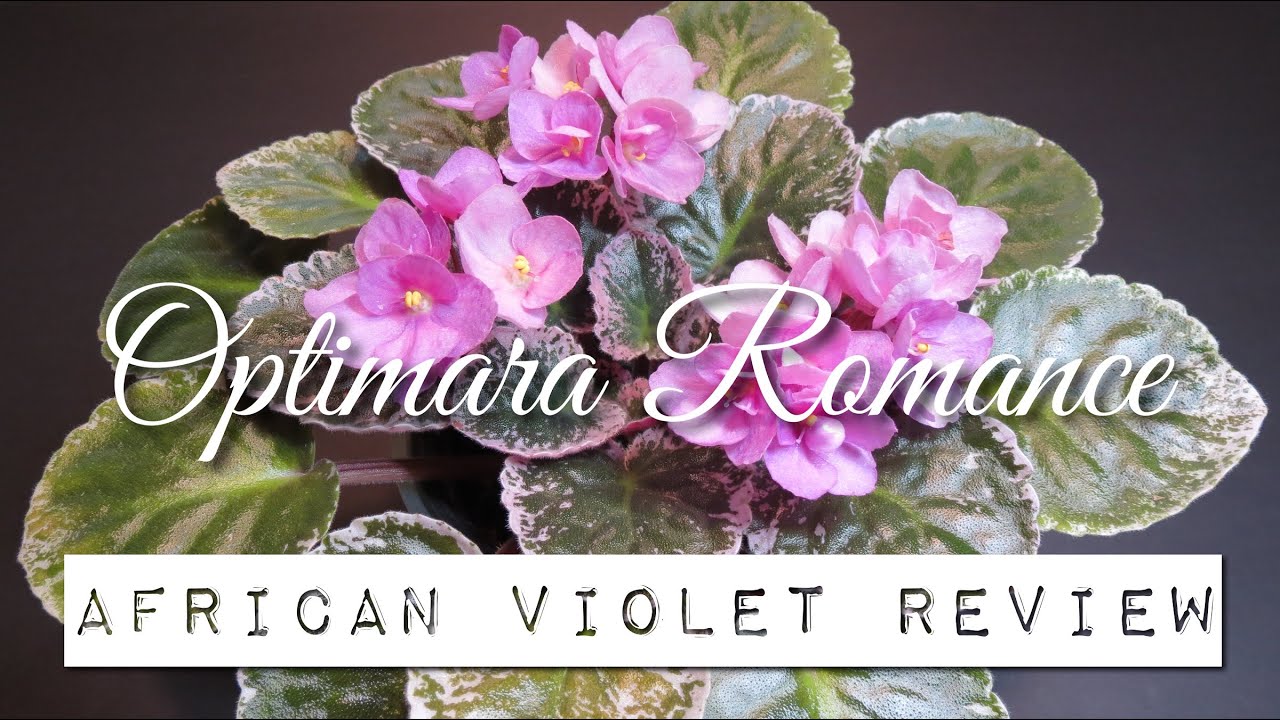OPTIMARA ROMANCE - African Violet Review - YouTube