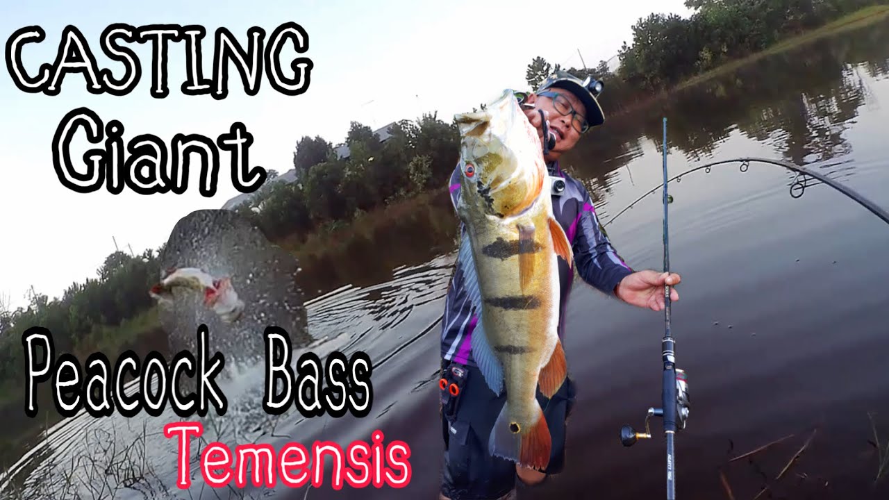 Giant Peacock Bass (Temensis) CASTING - YouTube