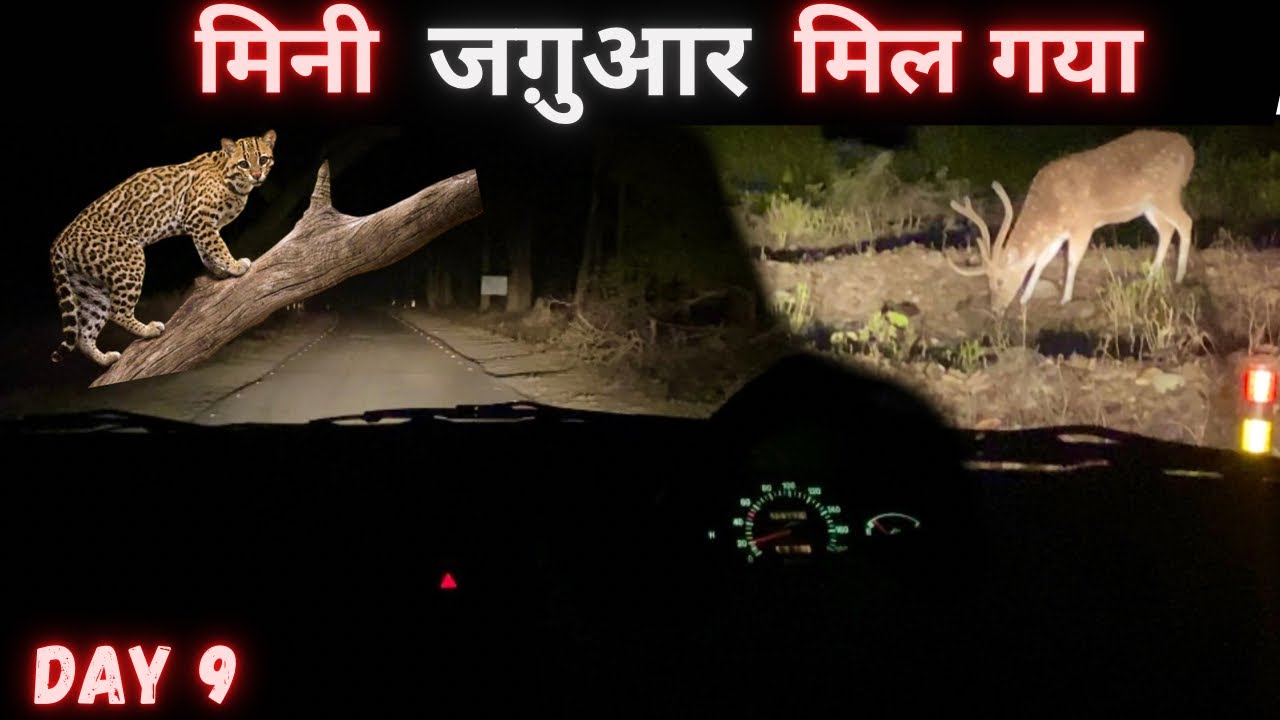 Mini Jaguar Cat मिल गयी 🐆 | Live Encounter With Mini Jaguar Cat Ocelots ...