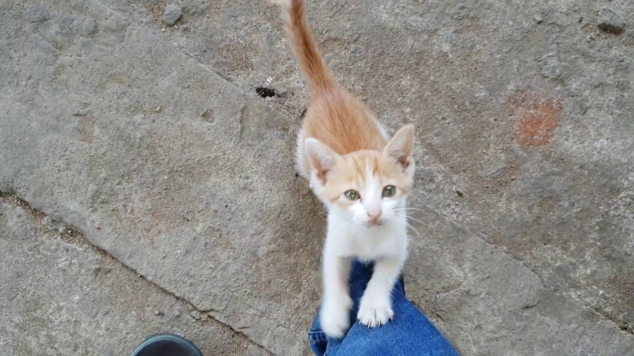 Kitten Follow Me & Hug My Legs - YouTube