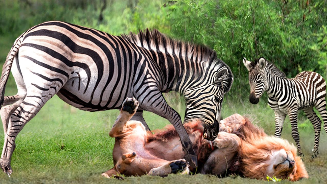 Intense Battle! Super Zebra Uses His Sharp Teeth To Kill Lion To Save ...