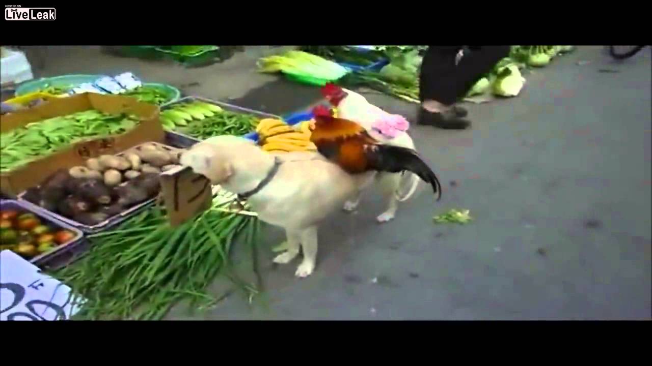 Pies sprzedaje kurczaki na targu. Dog sells chicken at the market ...