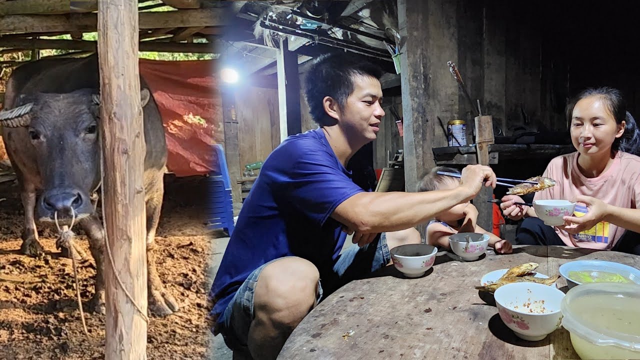 The young couple - building a buffalo barn and cooking - create a new ...