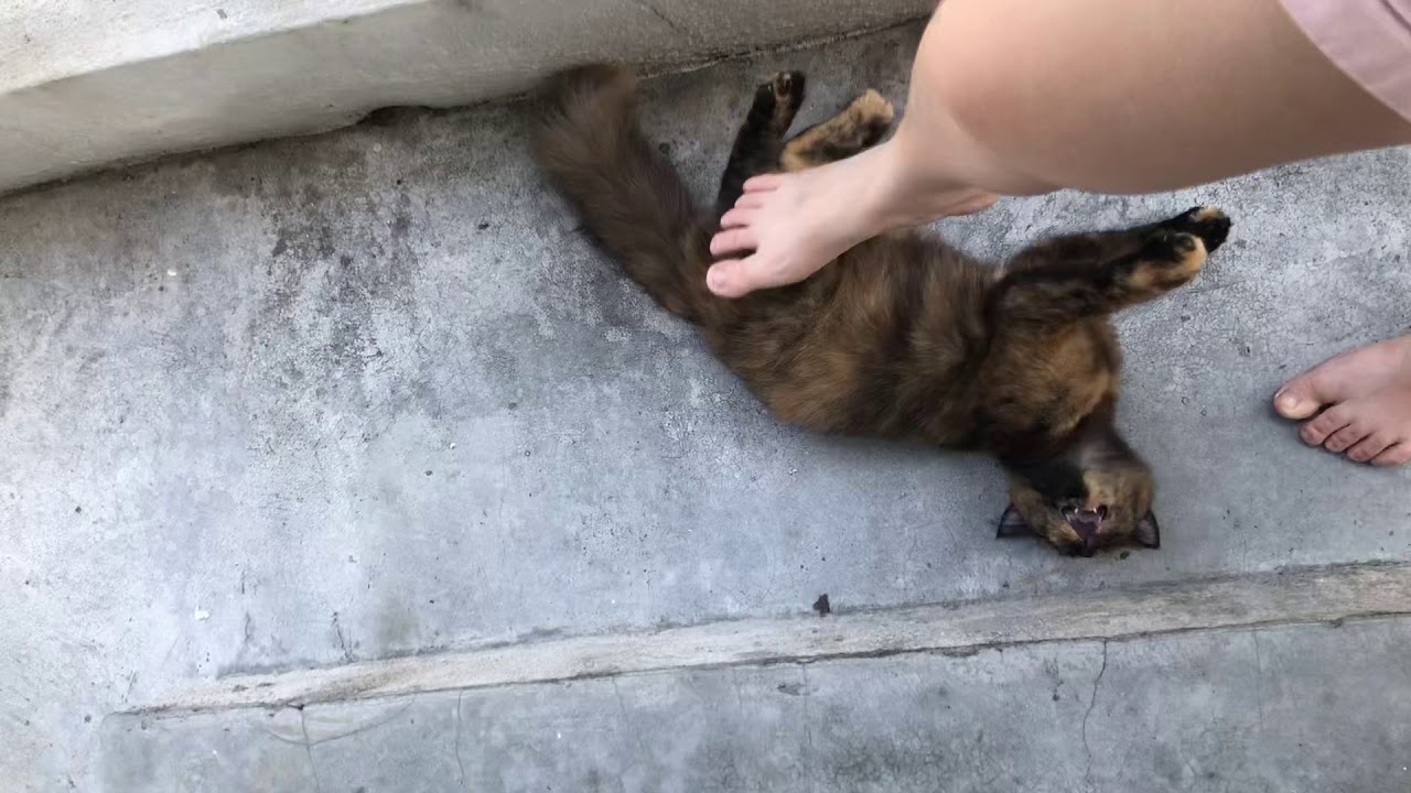 Yip man with the cat - YouTube